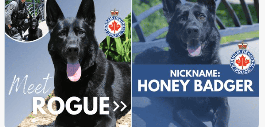 Durham Police puts spotlight on PSD Rogue in leadup to National Dog Day ...