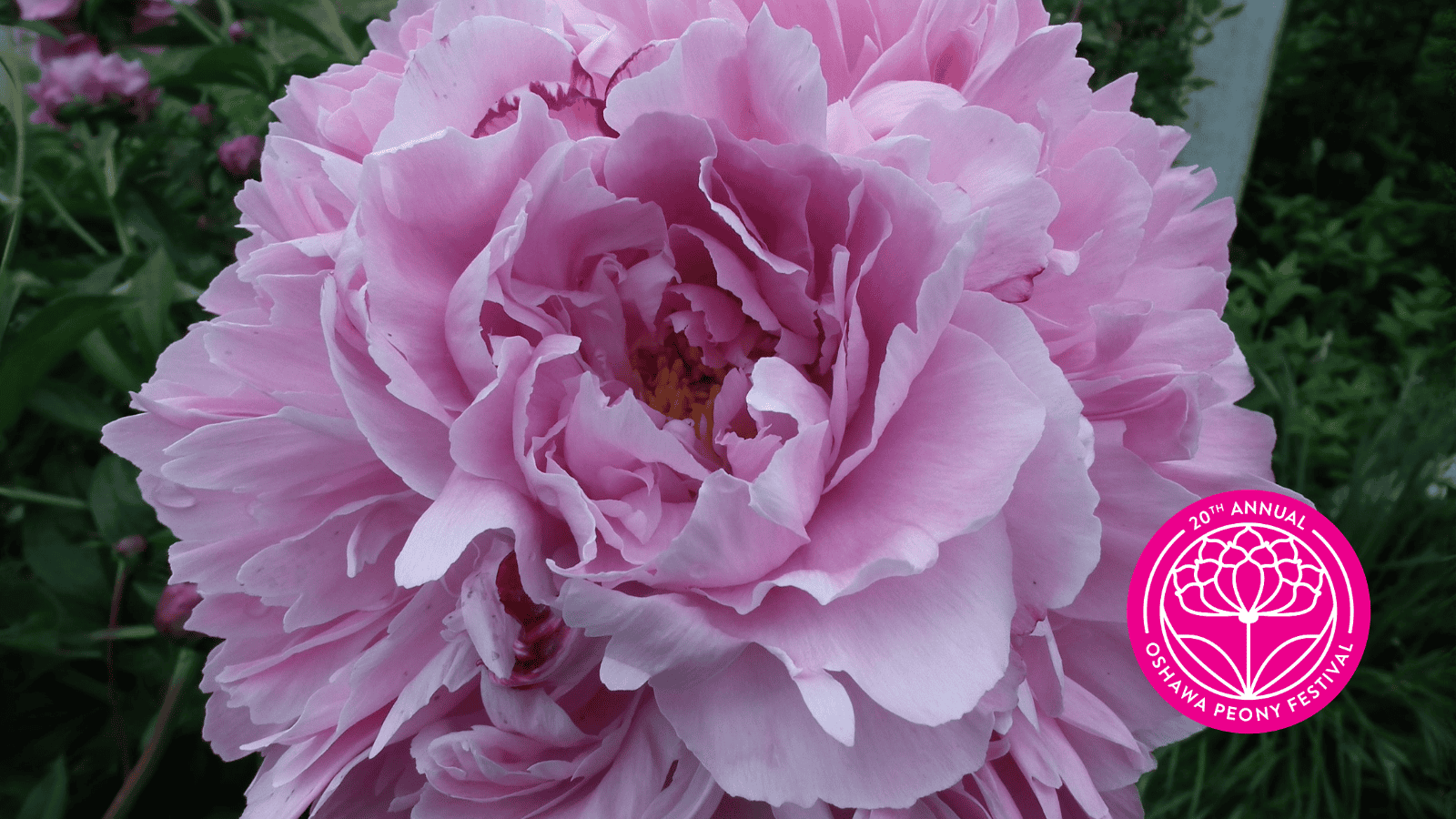 Popular Peony Festival is back at Oshawa Botanical Gardens June 8-9 ...