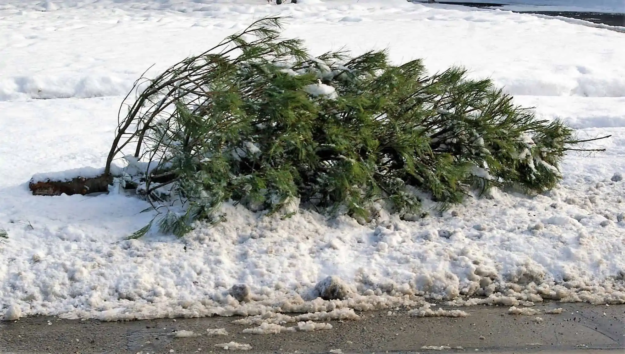 Registration required for Christmas tree collection program in Oshawa ...